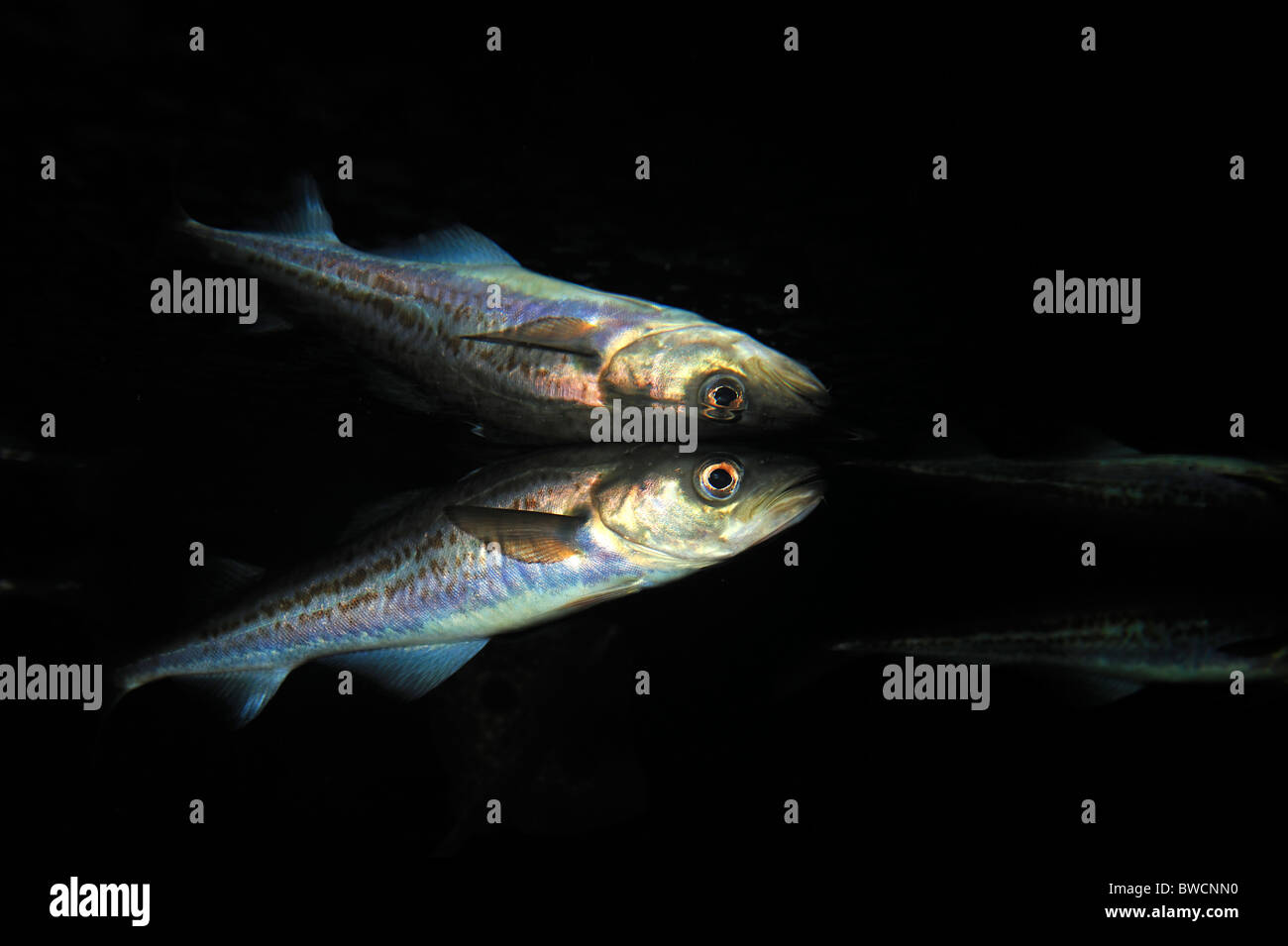 Walleye pollock hi-res stock photography and images - Alamy