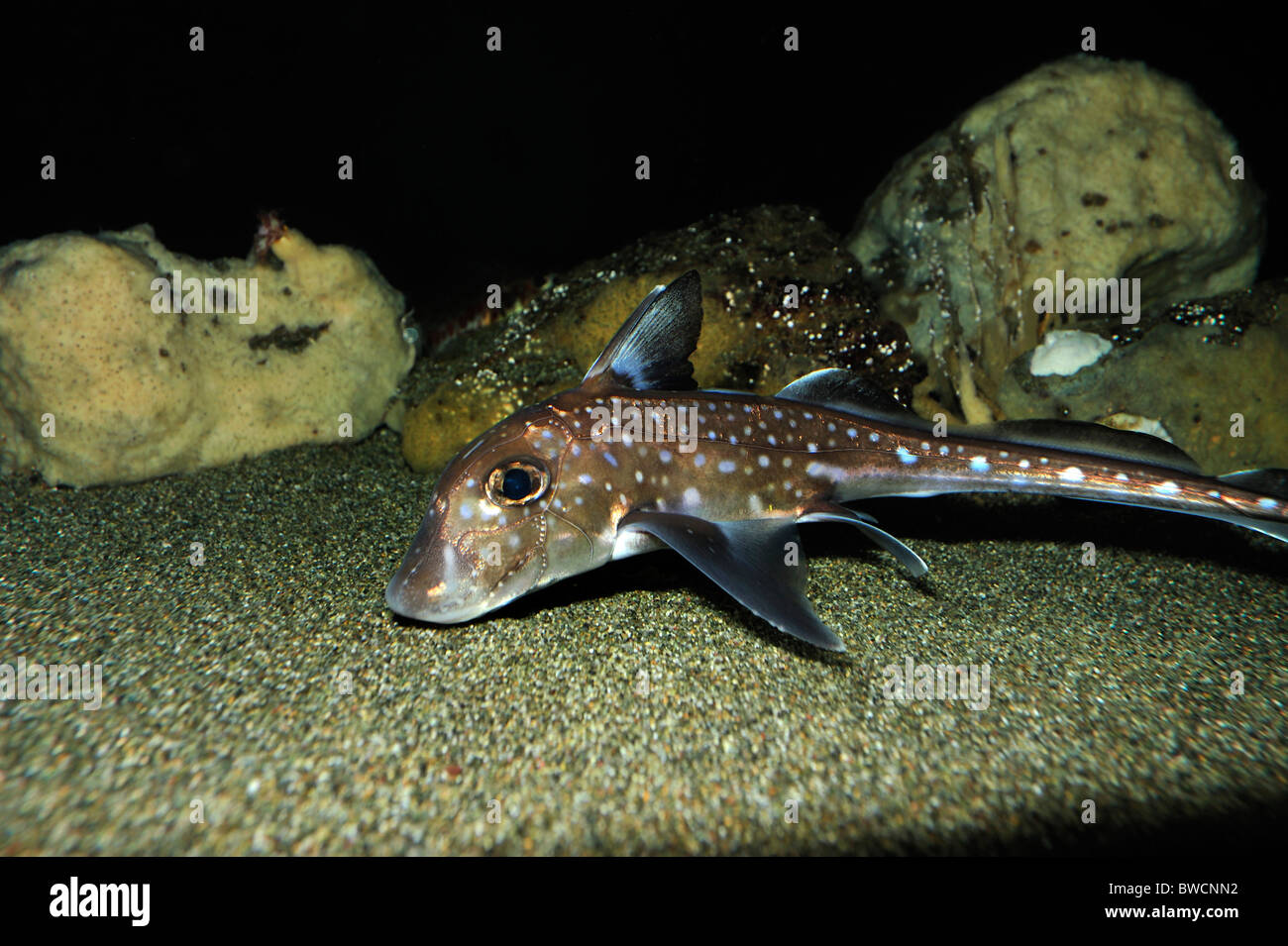 Ratfish, Hydrolagus colliei, captive Stock Photo - Alamy