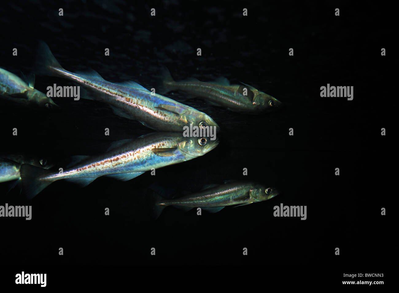 Walleye pollock hi-res stock photography and images - Alamy