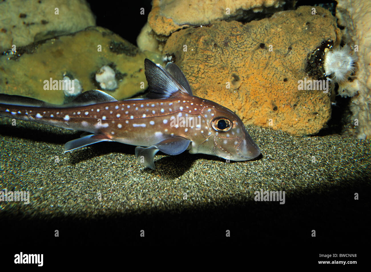 Ratfish, Hydrolagus colliei, captive Stock Photo - Alamy