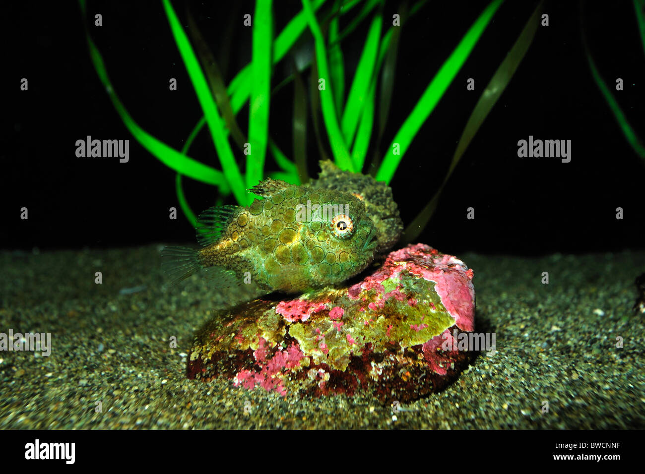 Pacific spiny lumpsucker, Eumicrotremus orbis, captive Stock Photo - Alamy