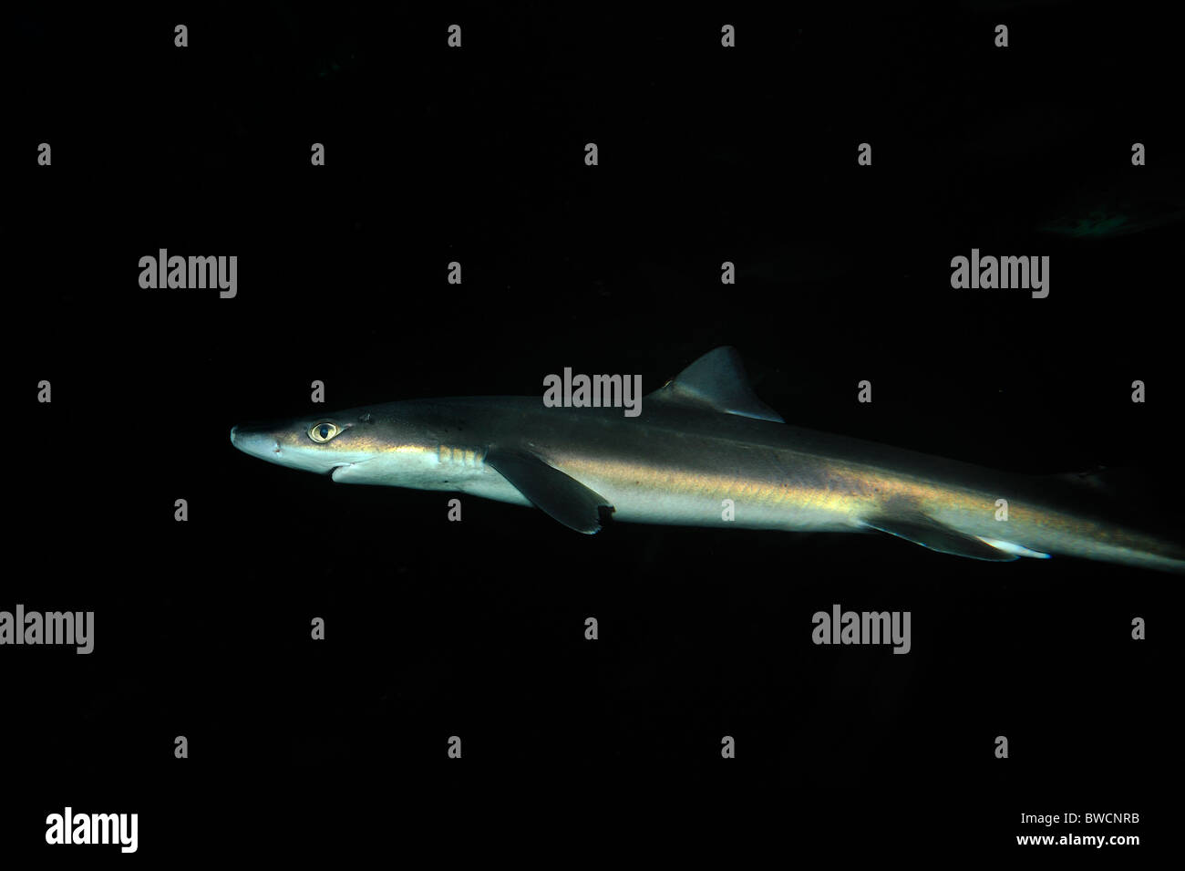 Spiny dogfish hi-res stock photography and images - Alamy