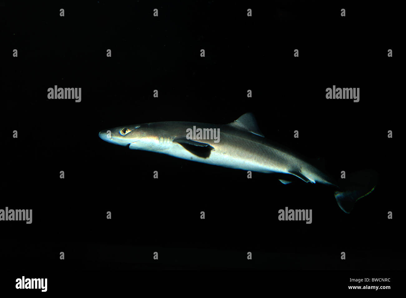 What Is Dogfish Like To Eat