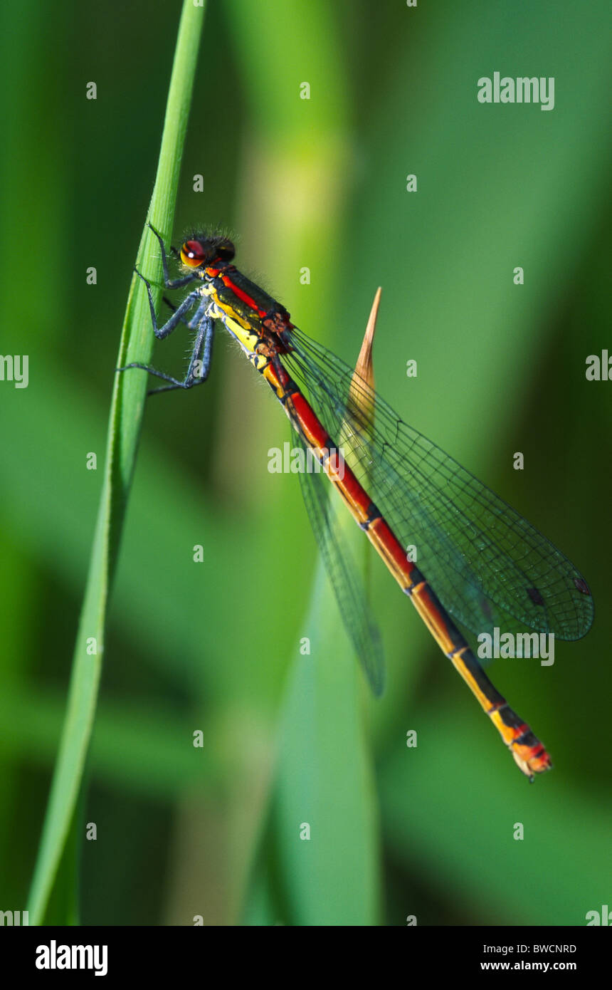 Pyrrhosoma nymphula Large Red Damselfly Stock Photo - Alamy