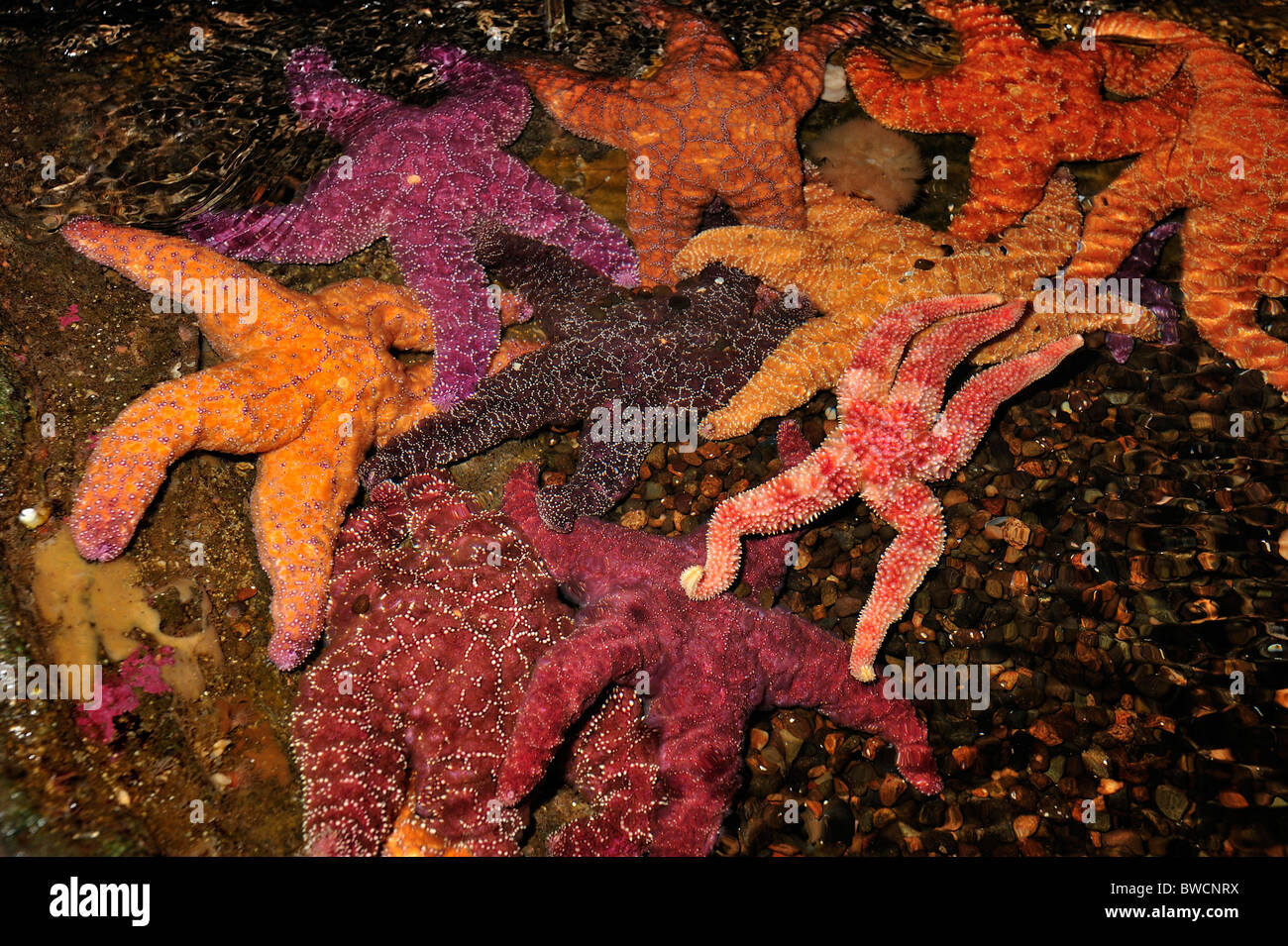 Ochre sea star, Pisaster ochraceus, and Rainbow sea star, Orthasterias ...