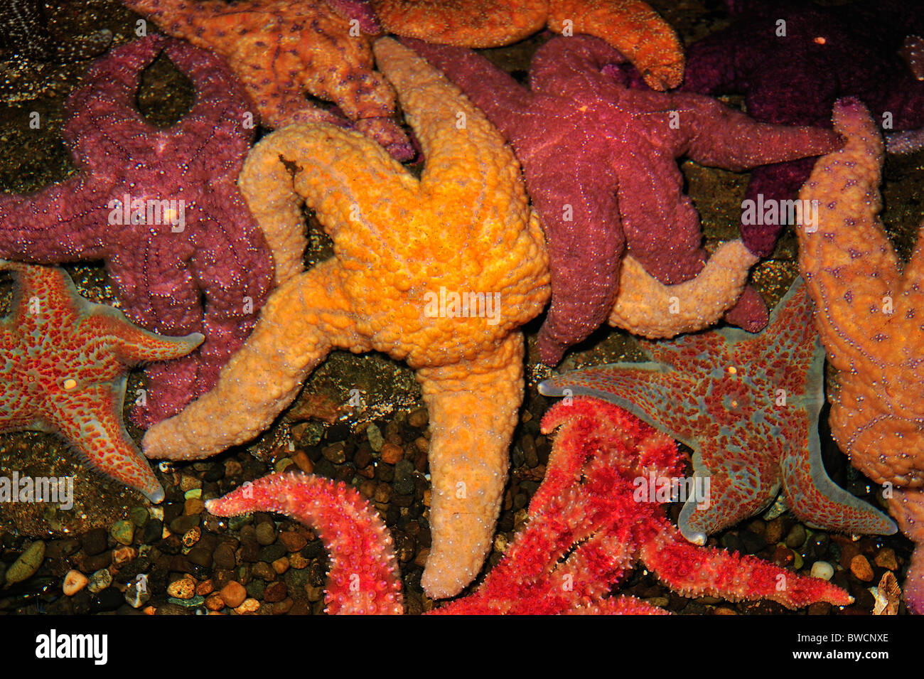 Leather star anemone hi-res stock photography and images - Alamy