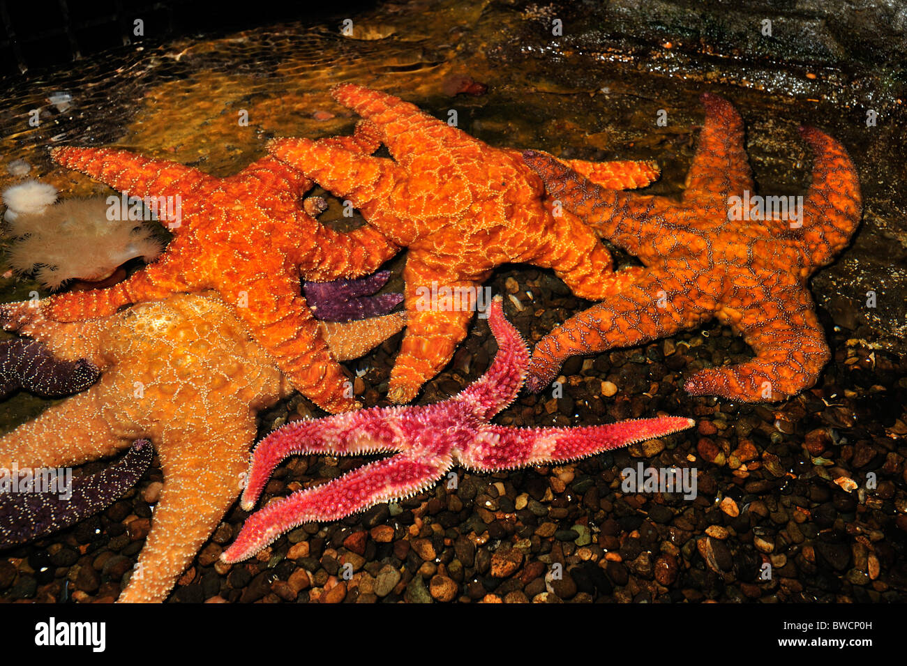 Ochre sea stars, Pisaster ochraceus, and Rainbow sea star, Orthasterias ...
