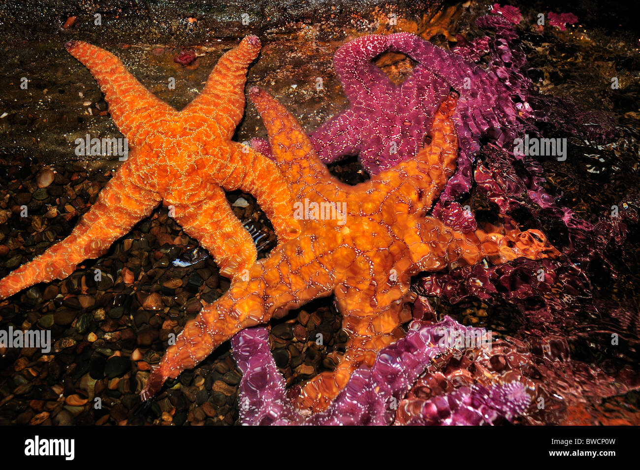 Ochre sea stars, Pisaster ochraceus, captive Stock Photo - Alamy
