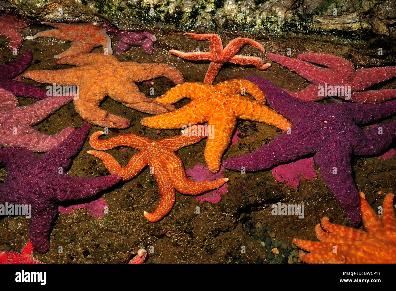 Ochre sea stars, Pisaster ochraceus, and Rainbow sea star, Orthasterias ...