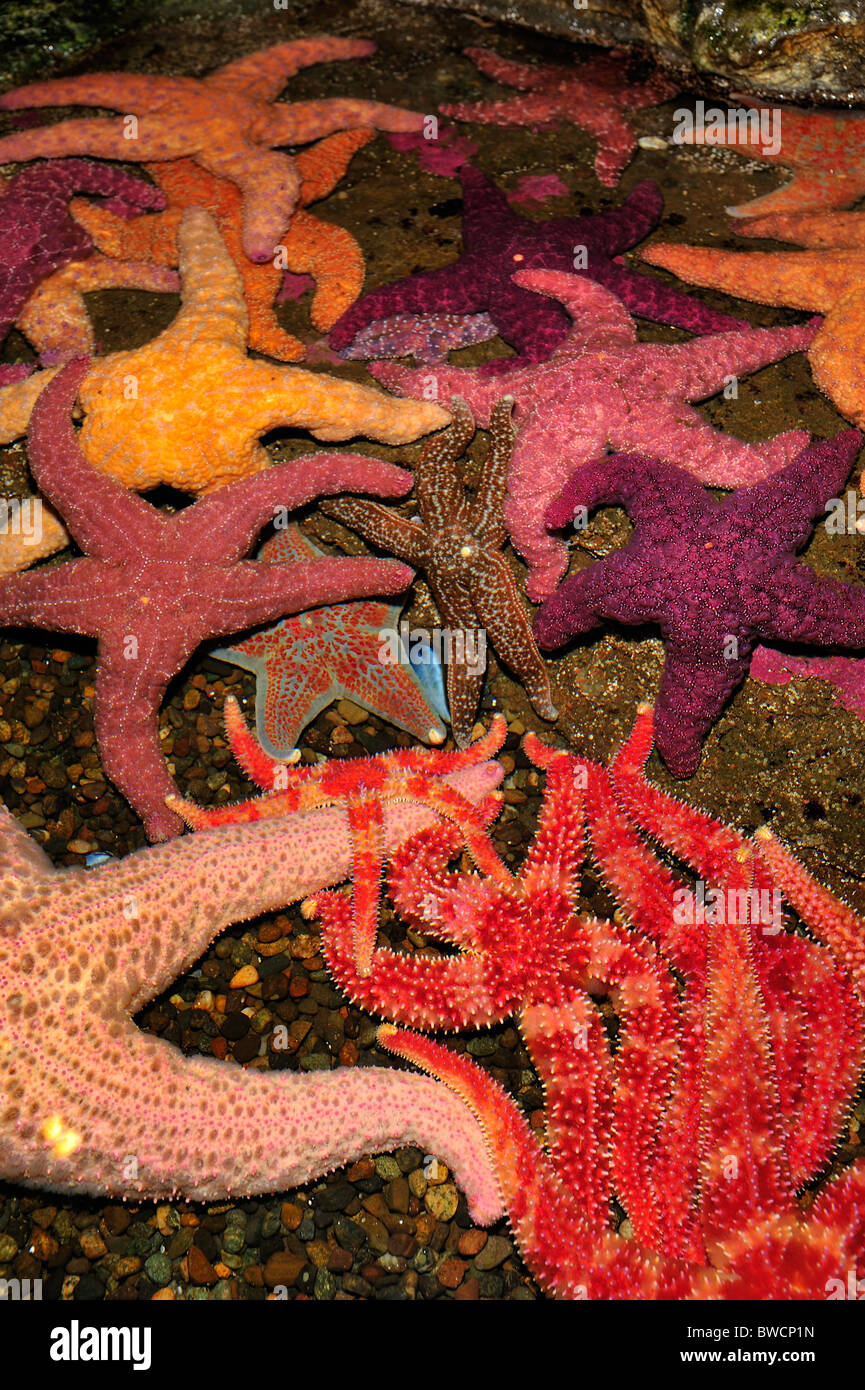 Ochre sea stars, Pisaster ochraceus, and Rainbow sea star, Orthasterias ...