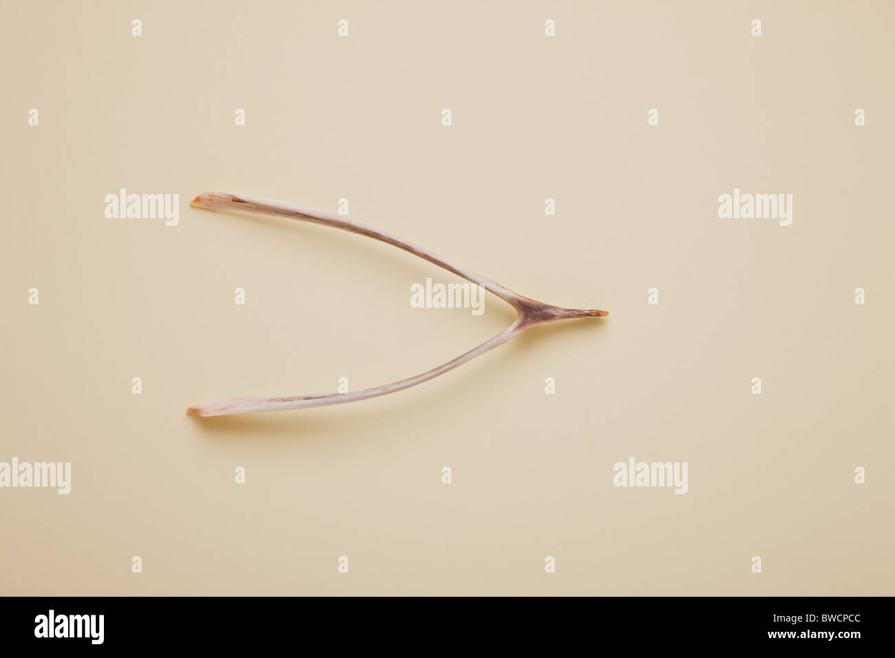 USA, Illinois, Metamora, Turkey wishbone Stock Photo - Alamy