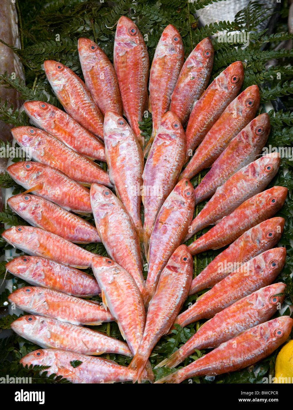 2009 in istanbul hi-res stock photography and images - Alamy