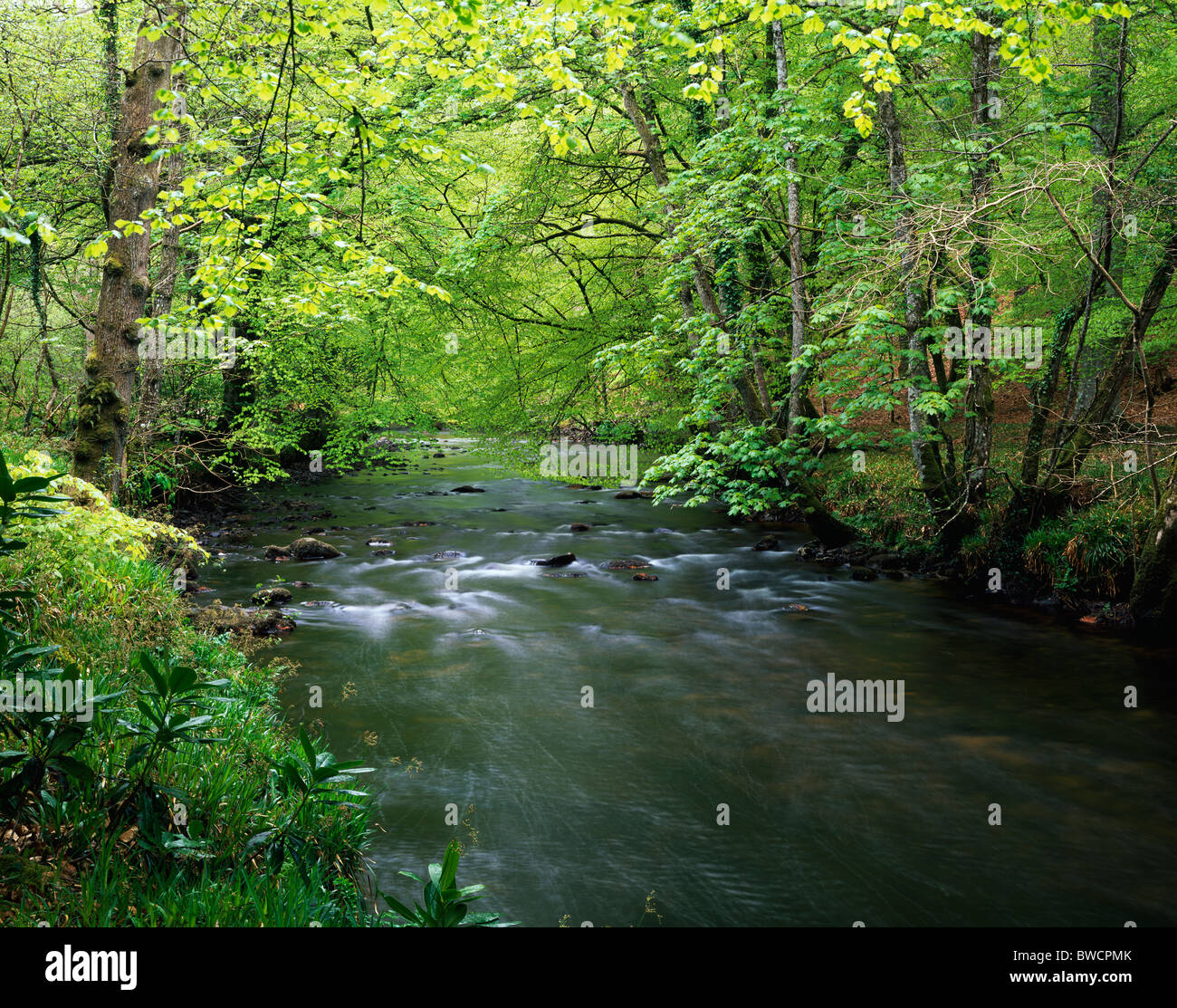 Teign valley river spring hi-res stock photography and images - Alamy
