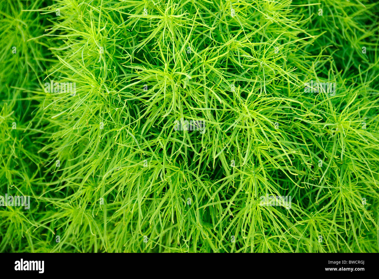 Abstract tropical green plant background Stock Photo - Alamy