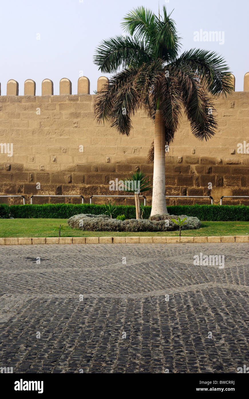 Egypt palm tree hi-res stock photography and images - Alamy