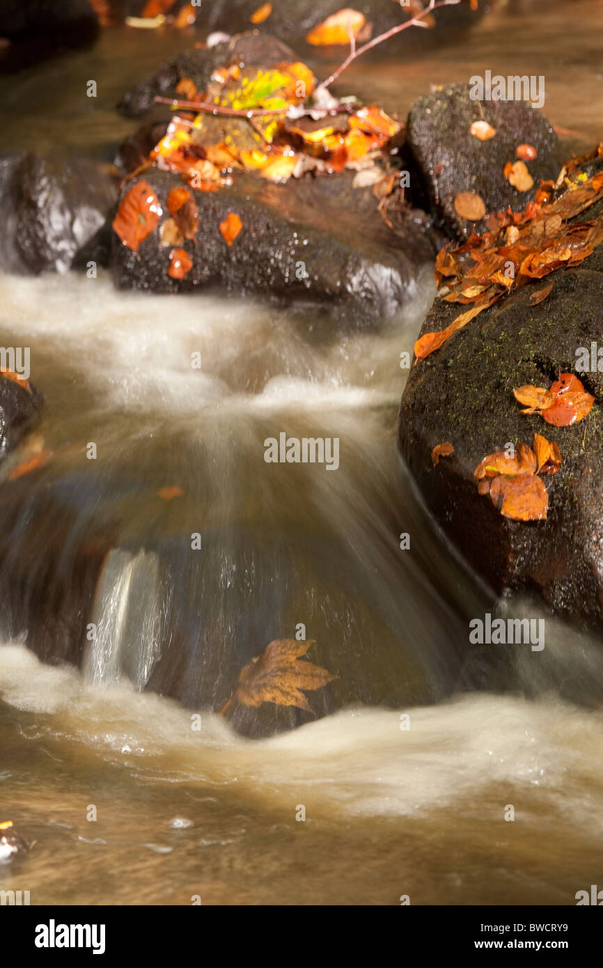 Padley Gorge in autumn Stock Photo - Alamy