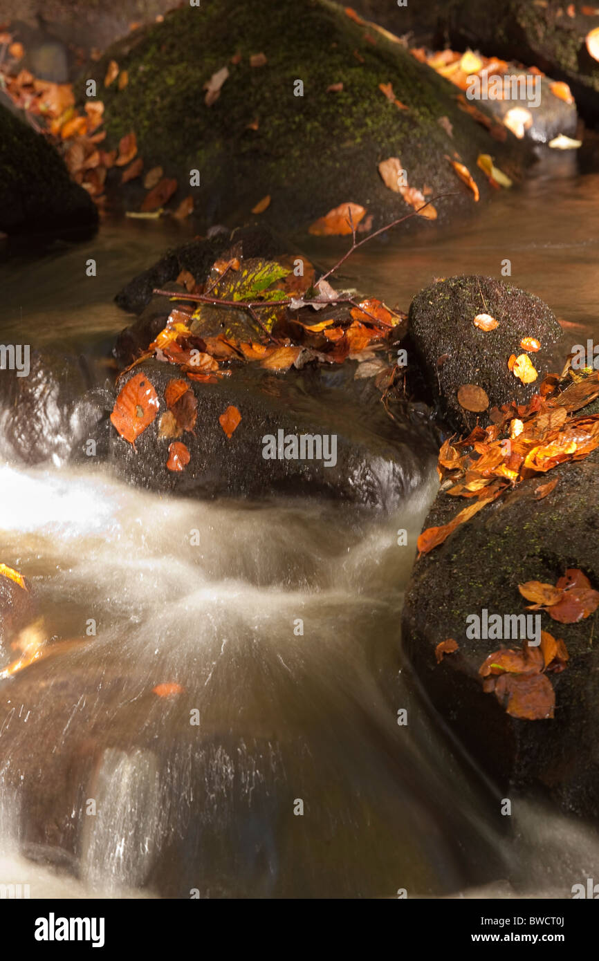 Padley Gorge in autumn Stock Photo - Alamy