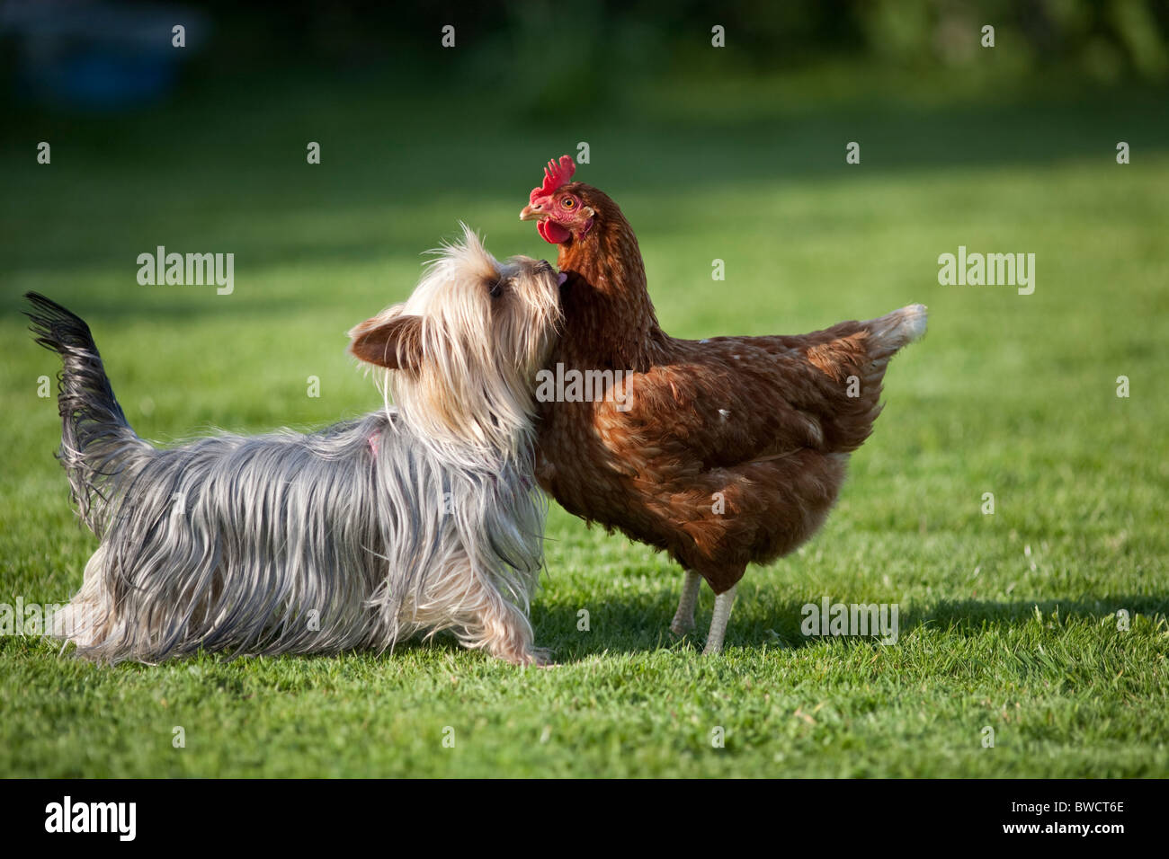 Dog and hen kissing hi-res stock photography and images - Alamy
