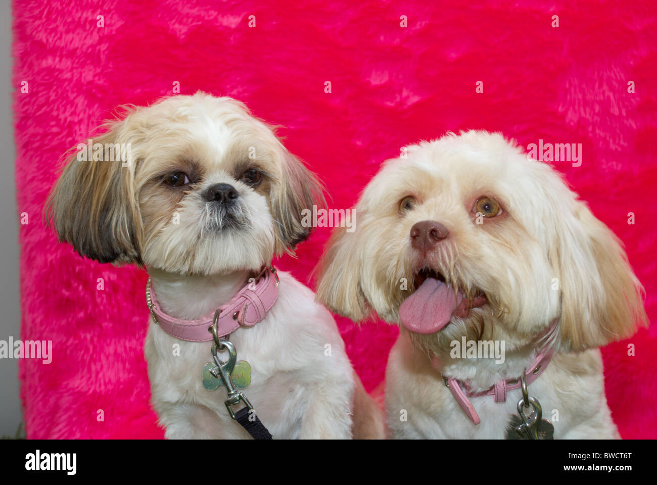 Dogs at the pink dog show Stock Photo - Alamy