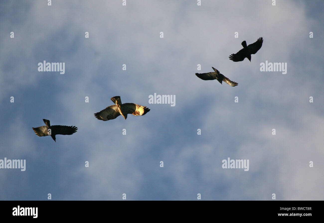 Birds mobbing hi-res stock photography and images - Alamy