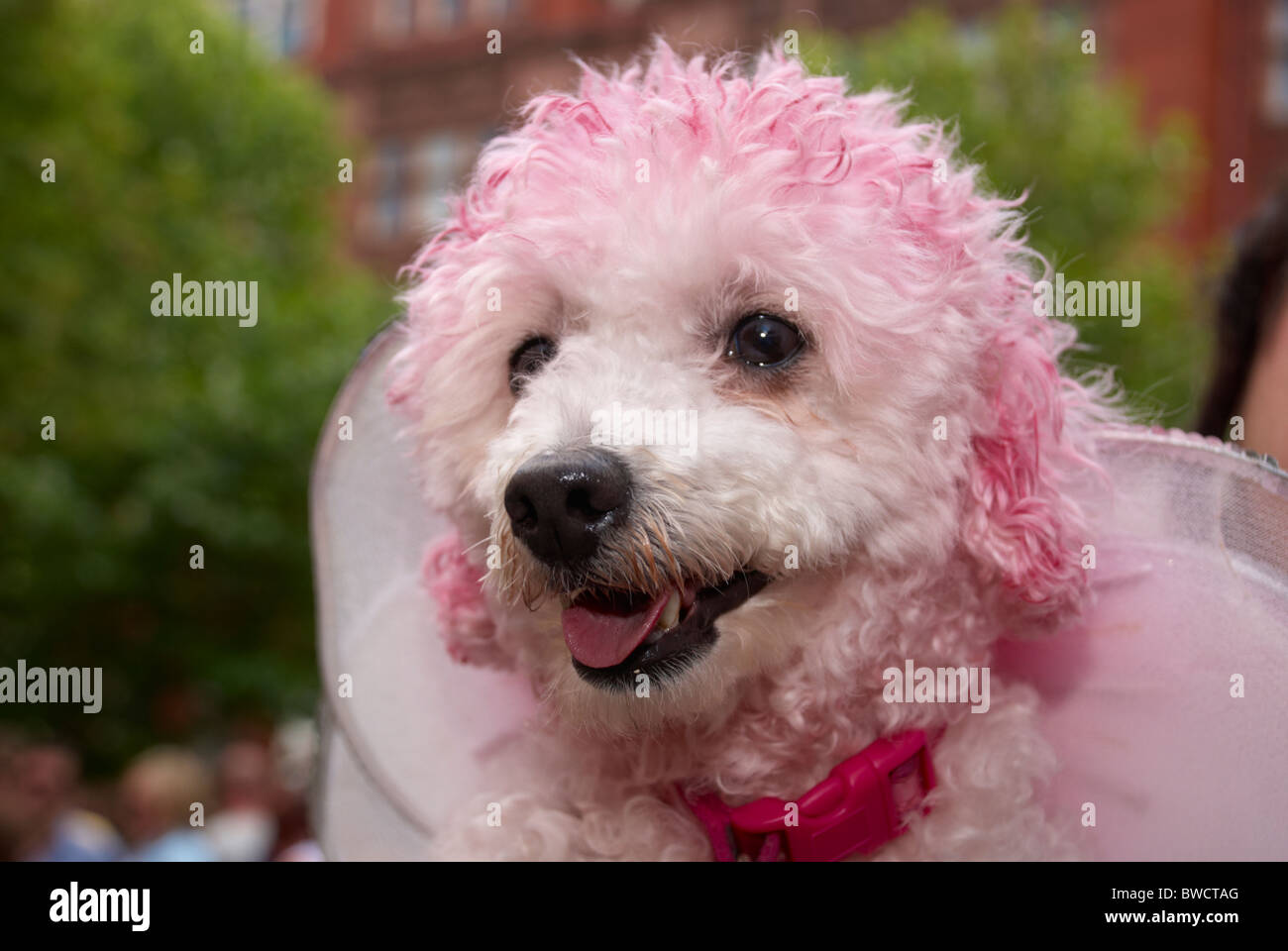 Sprayed pink hi-res stock photography and images - Alamy
