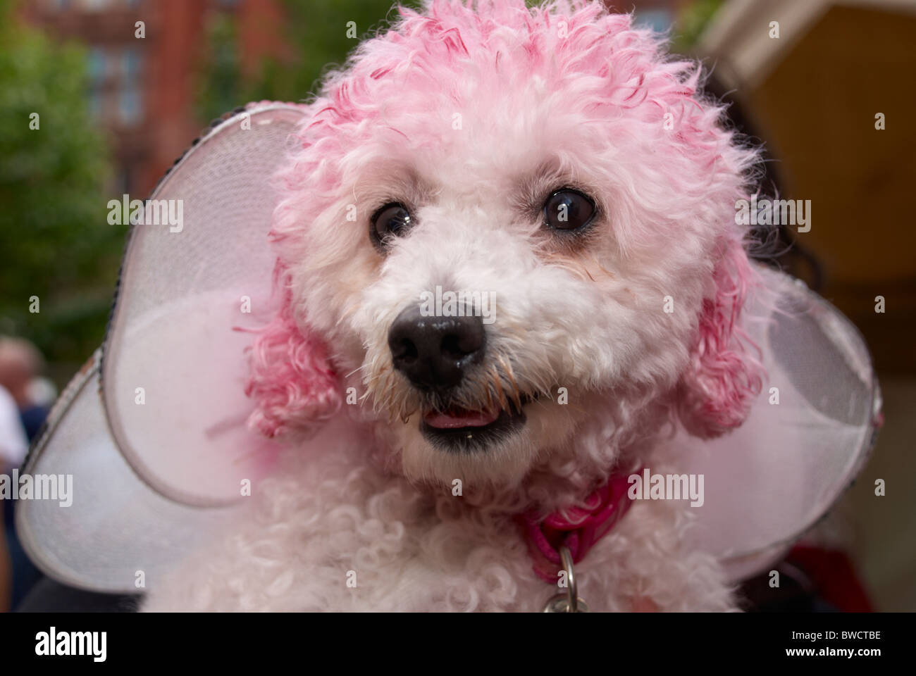 Wiry coat dog hi-res stock photography and images - Alamy