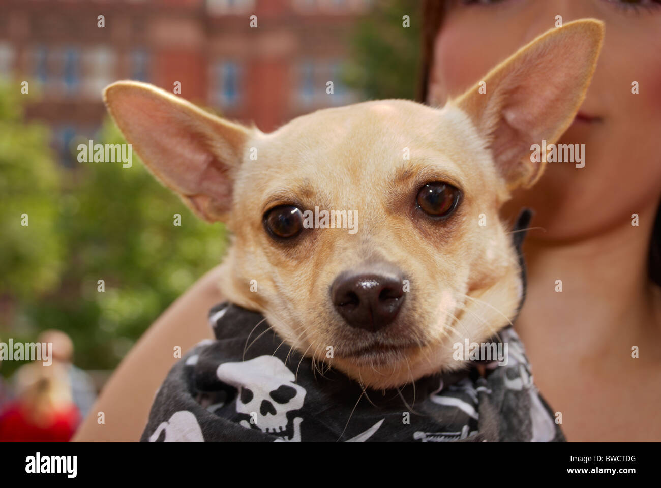 Chihuahua being held by its owner at The Pink Dog Show in Manchester ...
