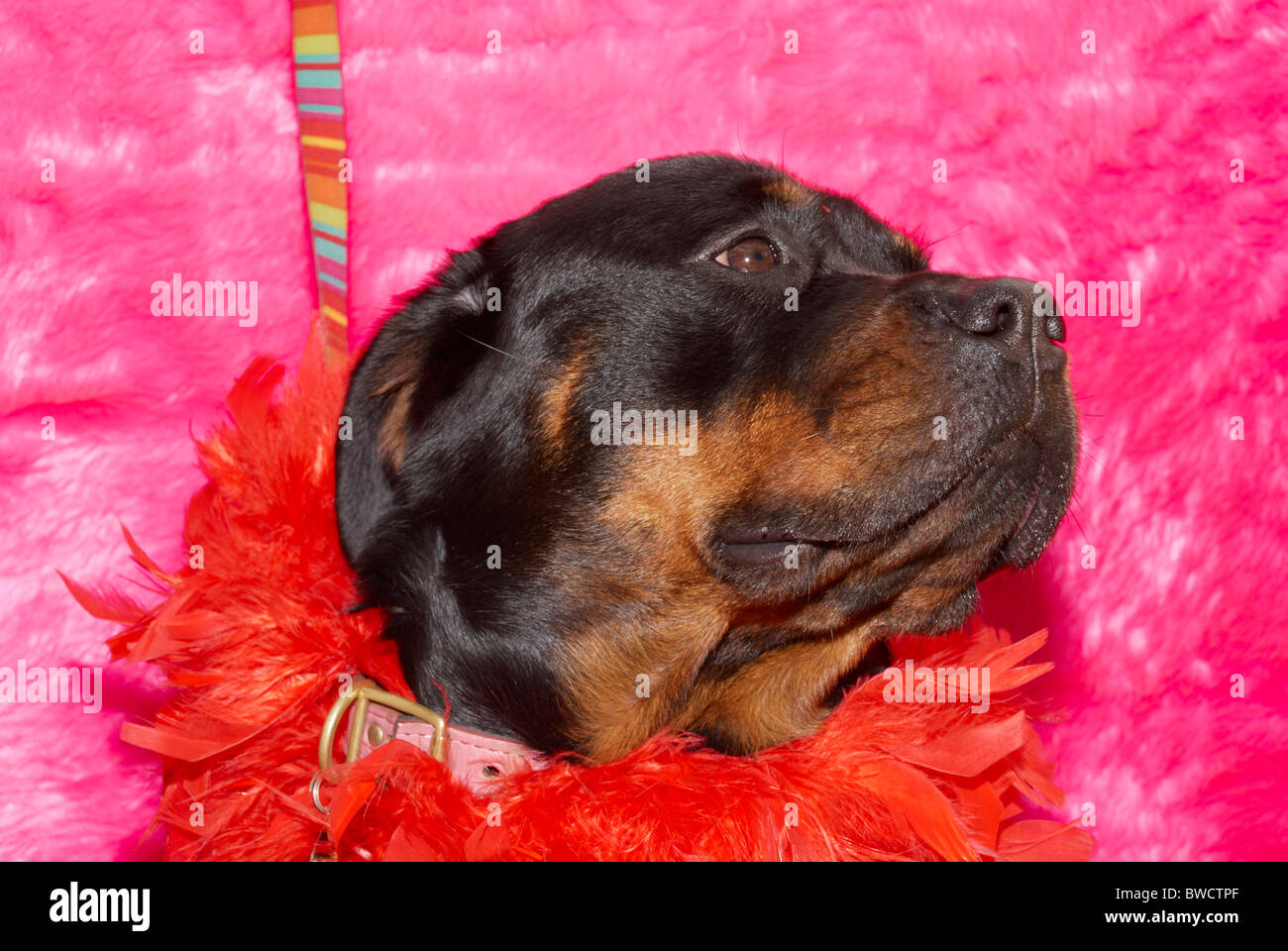 Rottweiler dog at the Pink Dog Show Stock Photo - Alamy