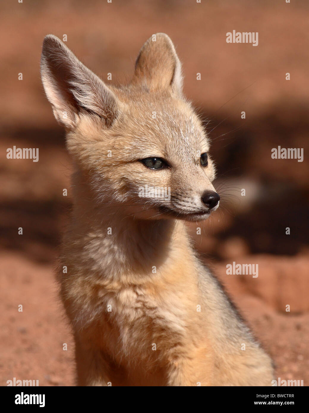 A Kit Fox puppy ears and all Stock Photo - Alamy