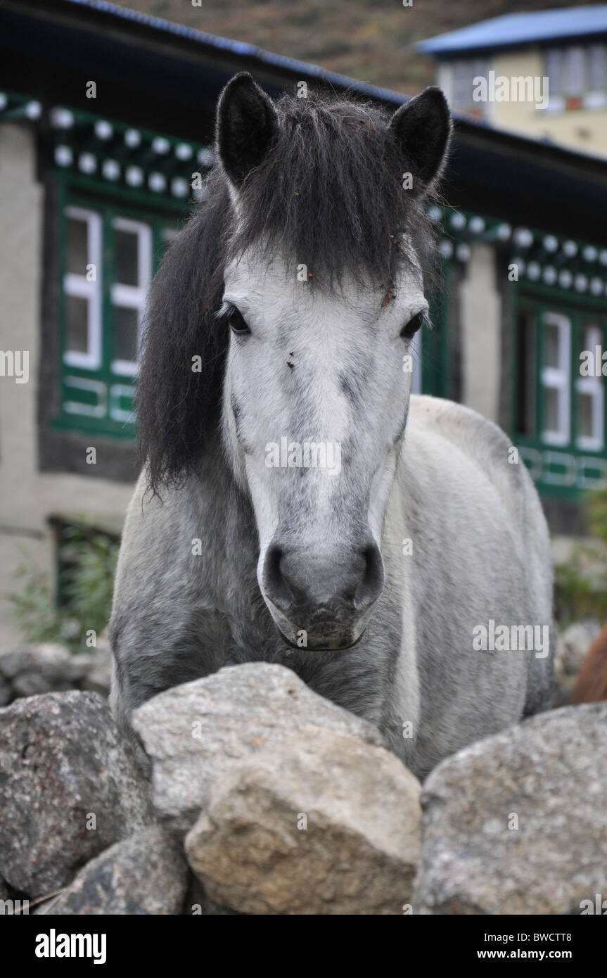 Horse looking over wall hi-res stock photography and images - Alamy