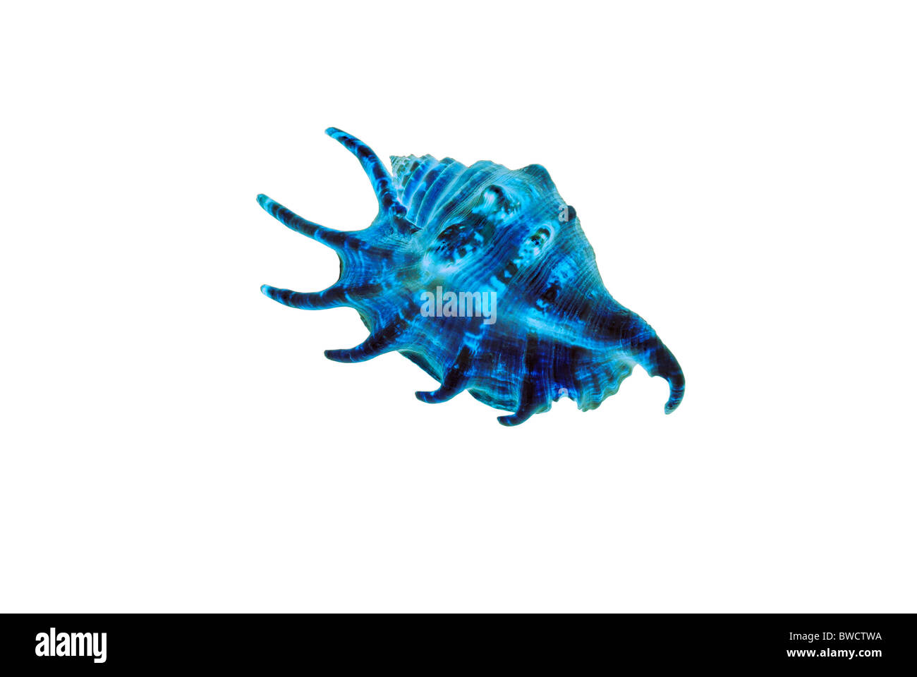 Fantastic cyan shell isolated on white background Stock Photo - Alamy