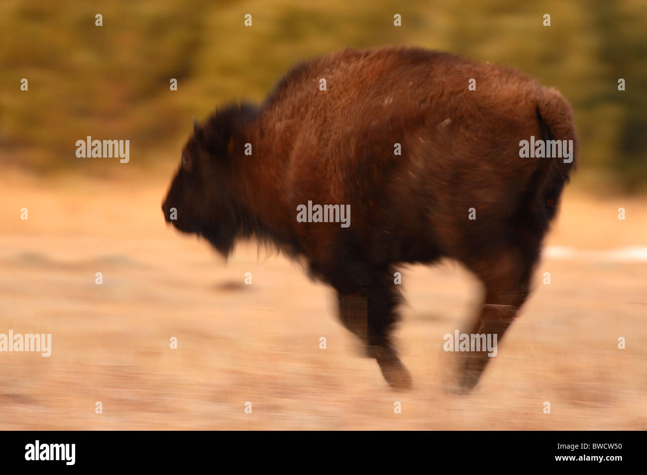 American bison running hi-res stock photography and images - Alamy