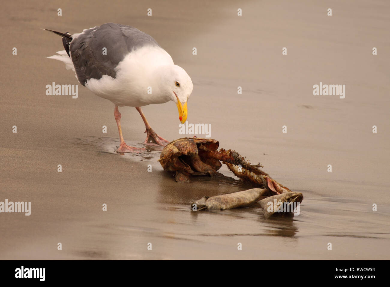 A Western Gull investigating a washed-up fish Stock Photo - Alamy