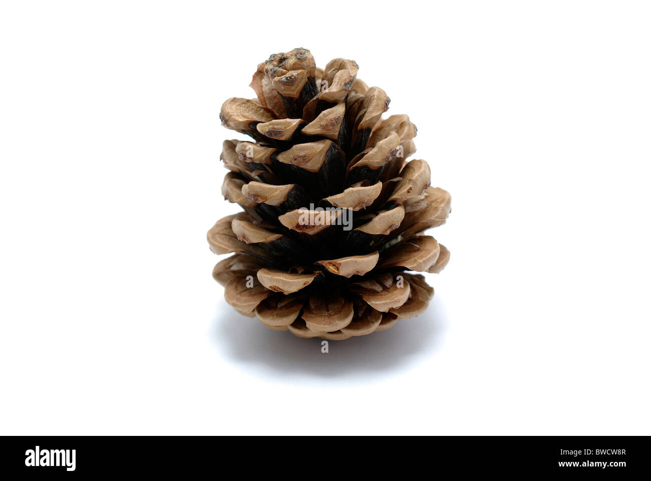Pine strobile isolated on white background with shadow Stock Photo - Alamy