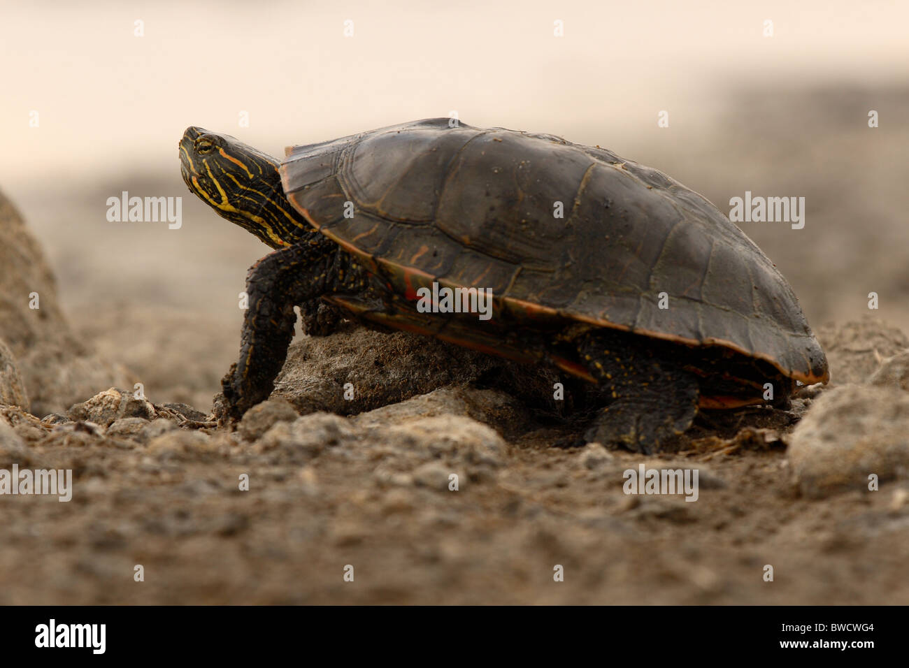 Bold turtle hi-res stock photography and images - Alamy
