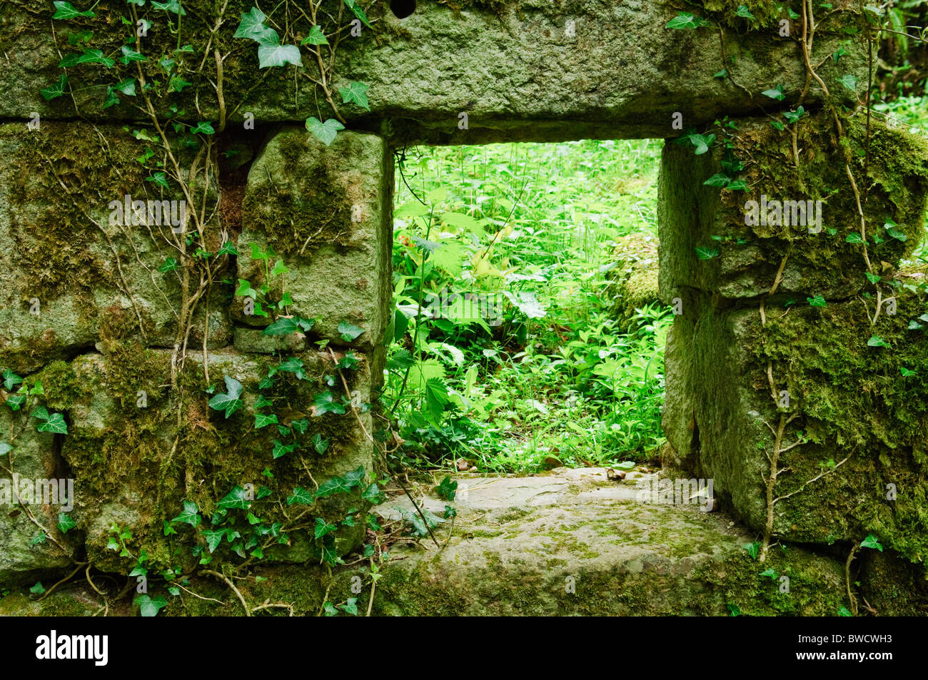The remains of Fingle Mill in Charles Wood near the River Teign in ...