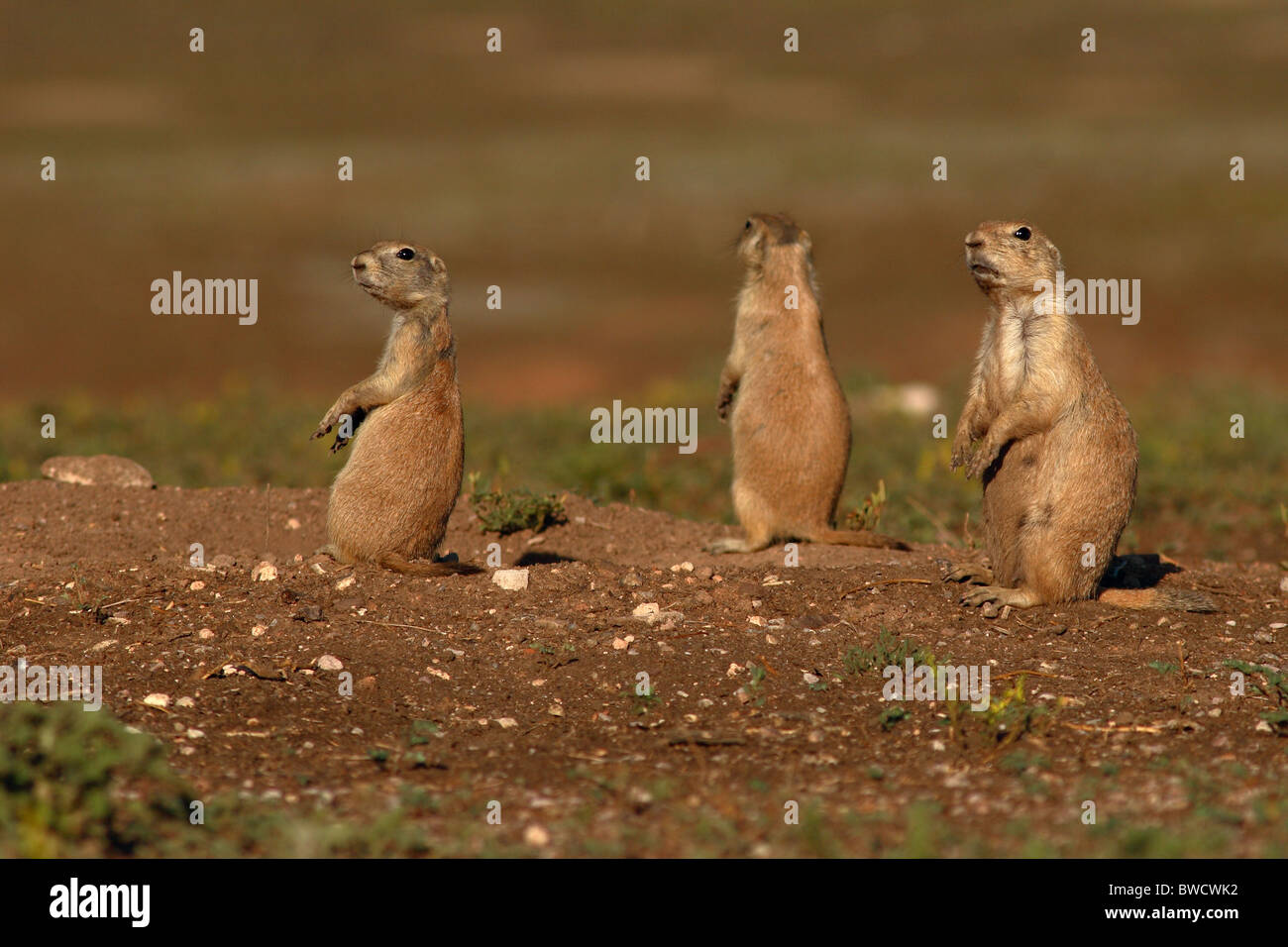 Black tailed prairie dog alarm hi-res stock photography and images - Alamy