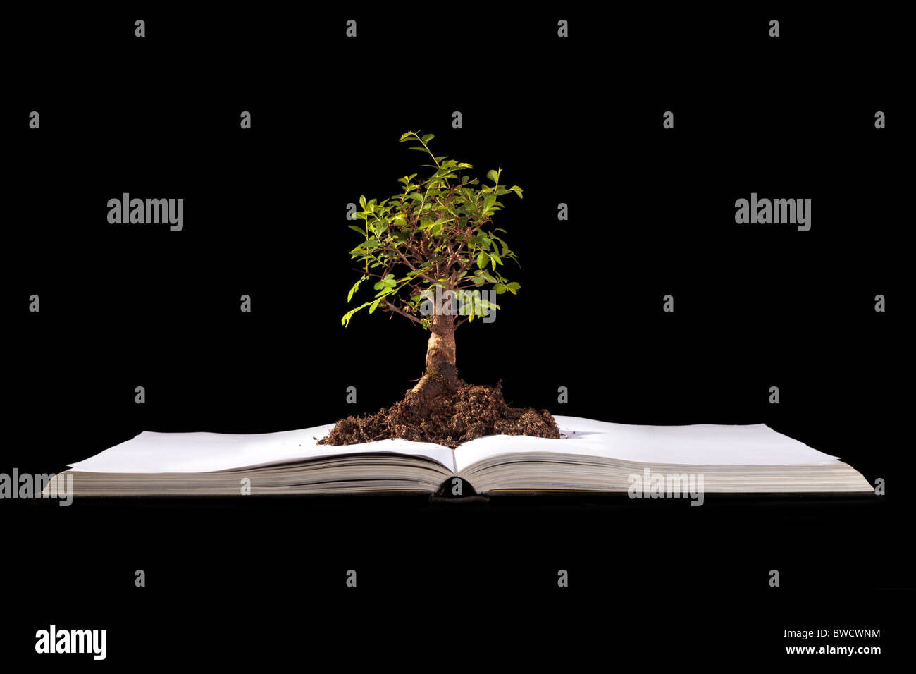 open book with tree Stock Photo - Alamy