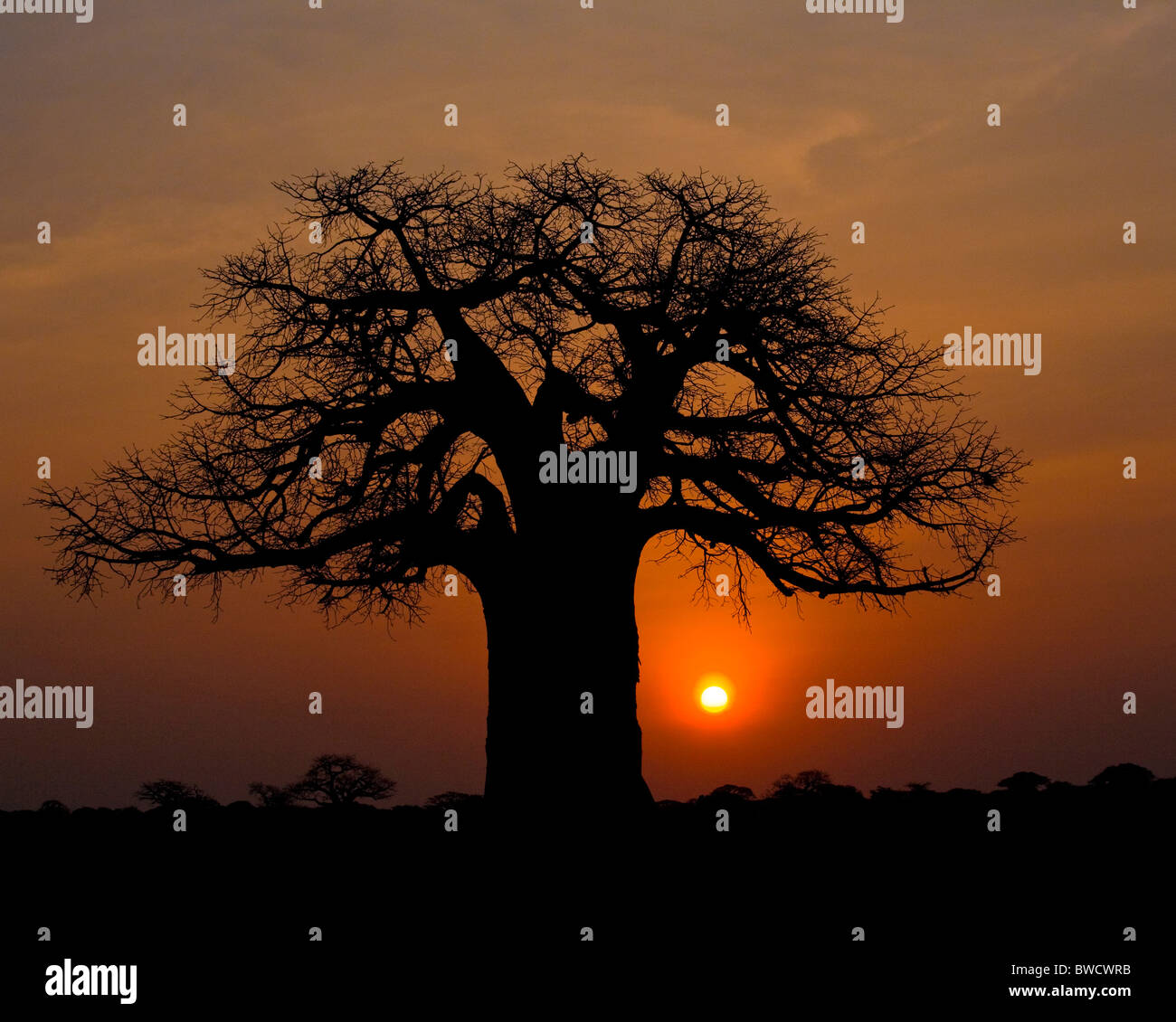 African sunset under a fabled baobab tree Stock Photo - Alamy