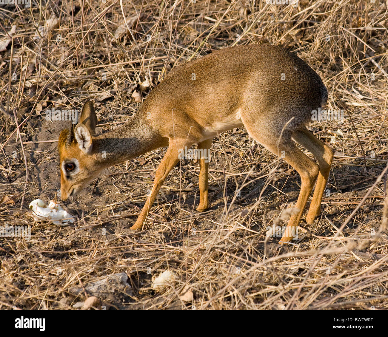 A small dik dik (a type of antelope) looks skittishly at the new ...