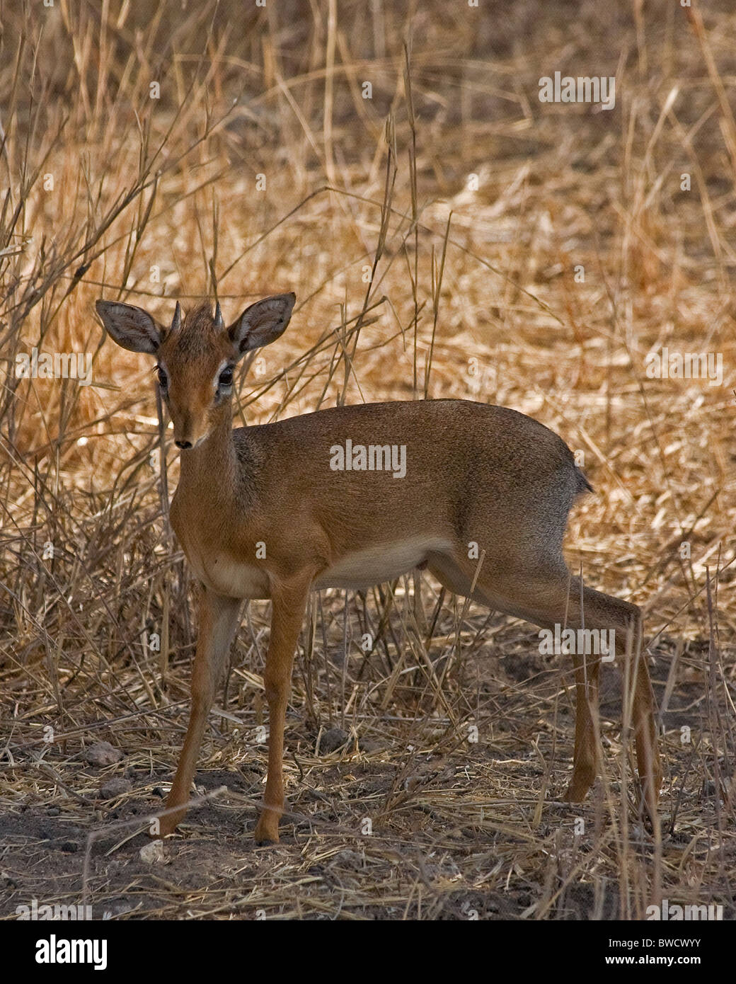 Small african deer hi-res stock photography and images - Alamy