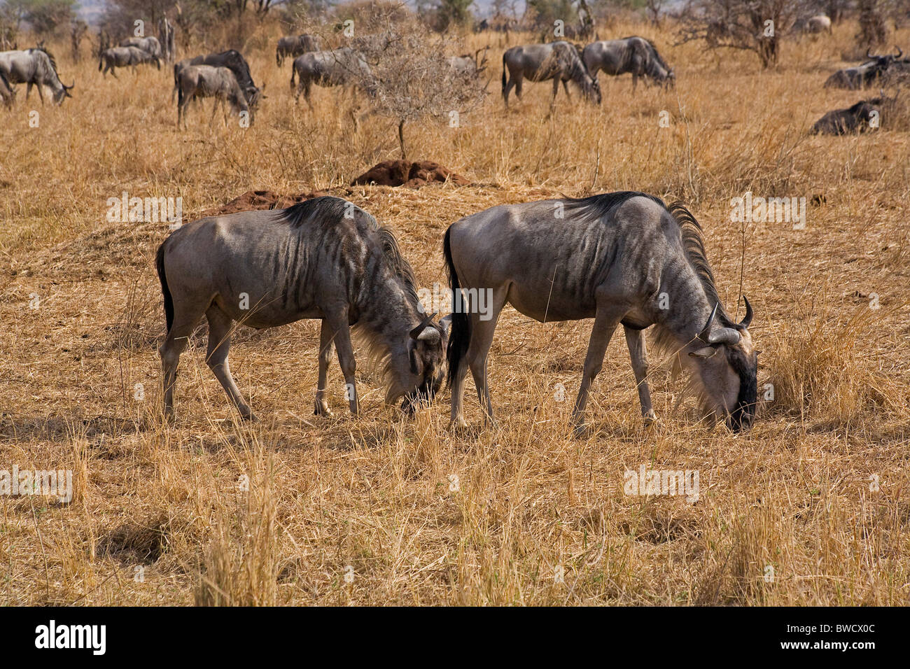 A mighty migratory wildebeest in the African savanna Stock Photo - Alamy