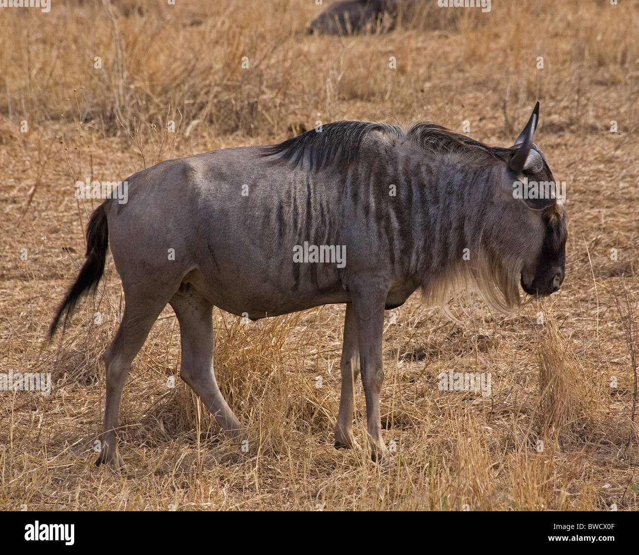 Zambia wildebeest migration hi-res stock photography and images - Alamy