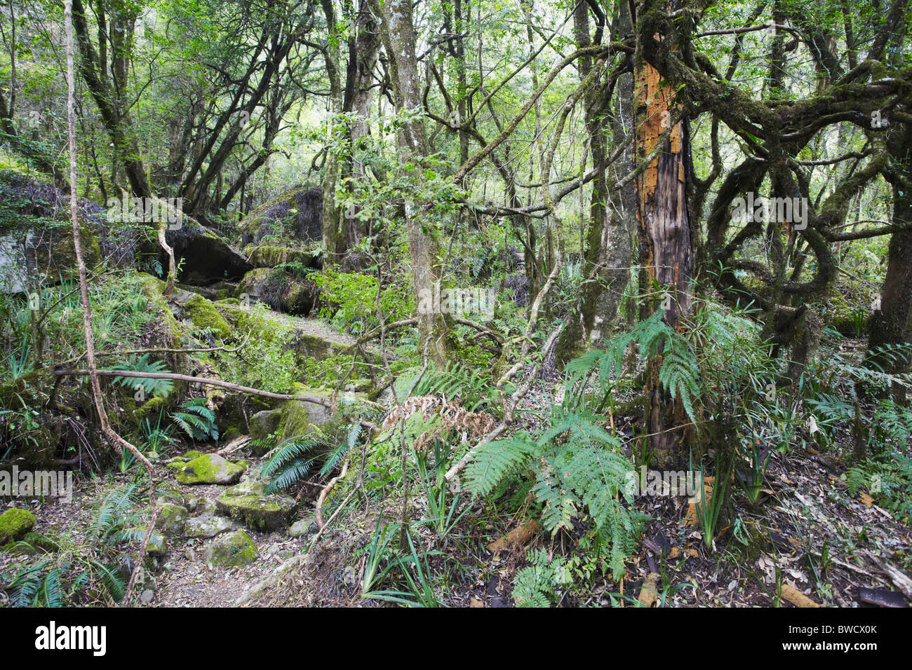Forest in Monk's Cowl Nature Reserve, Ukhahlamba-Drakensberg Park ...