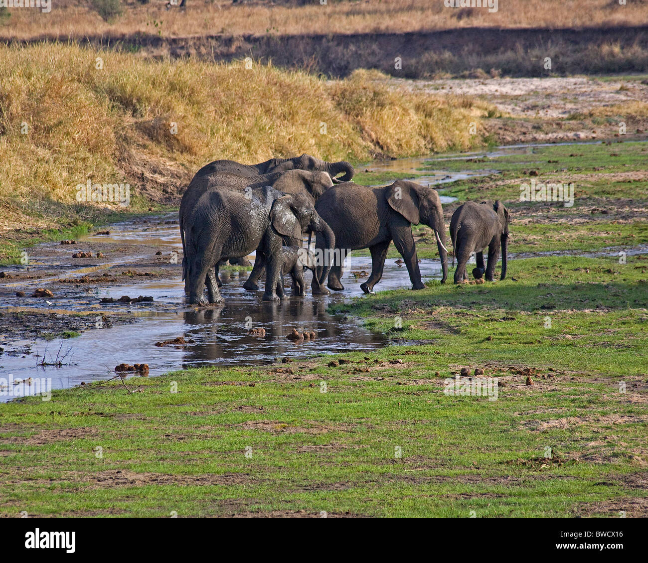 Matriarch protection hi-res stock photography and images - Alamy