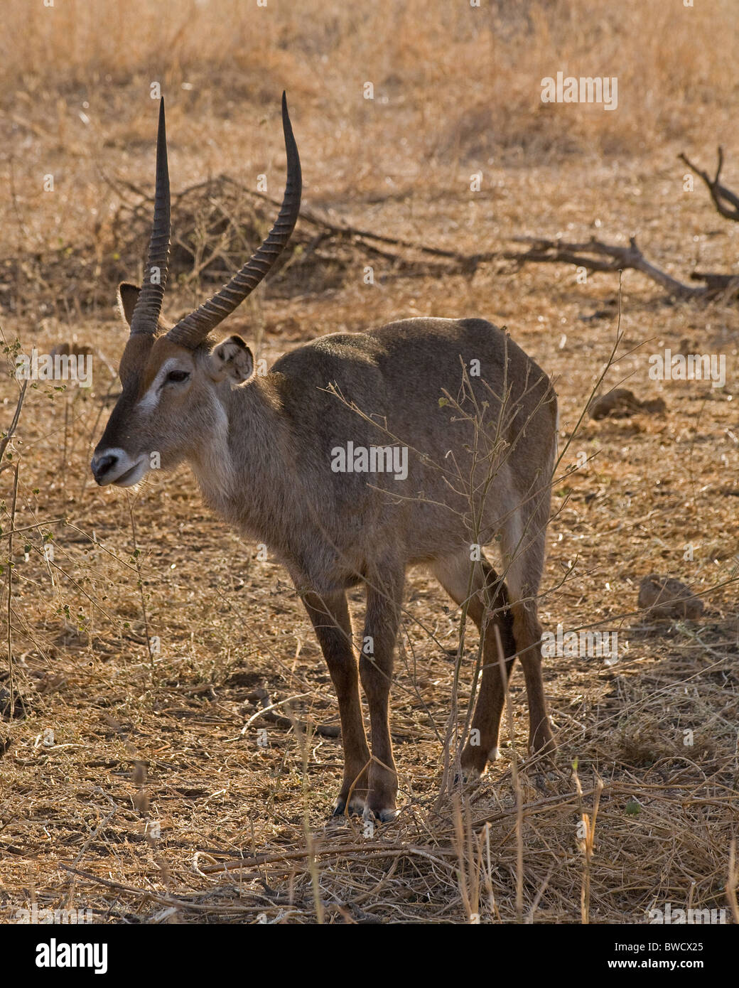 Thompson's gazelle stotting hi-res stock photography and images - Alamy