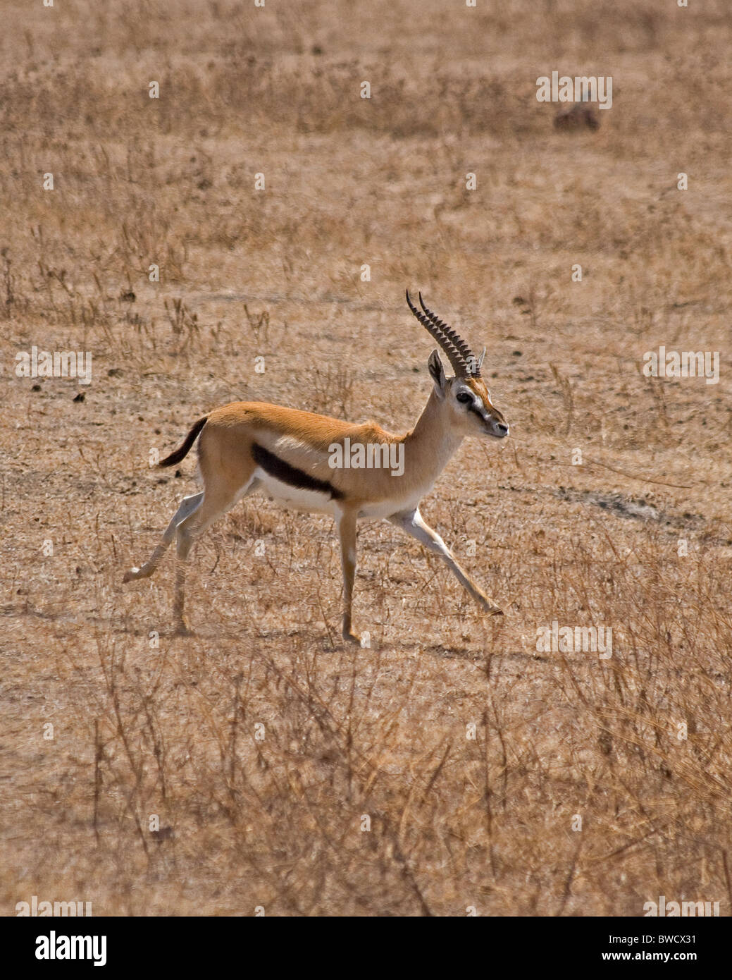 Thompson's gazelle stotting hi-res stock photography and images - Alamy