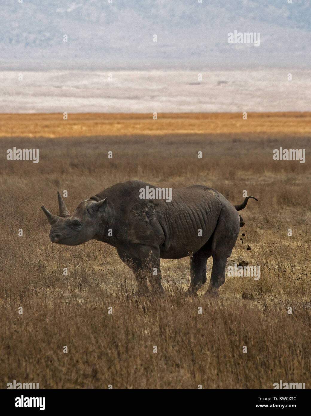 A rare black rhinoceros is spotted defecating, which beats having him ...