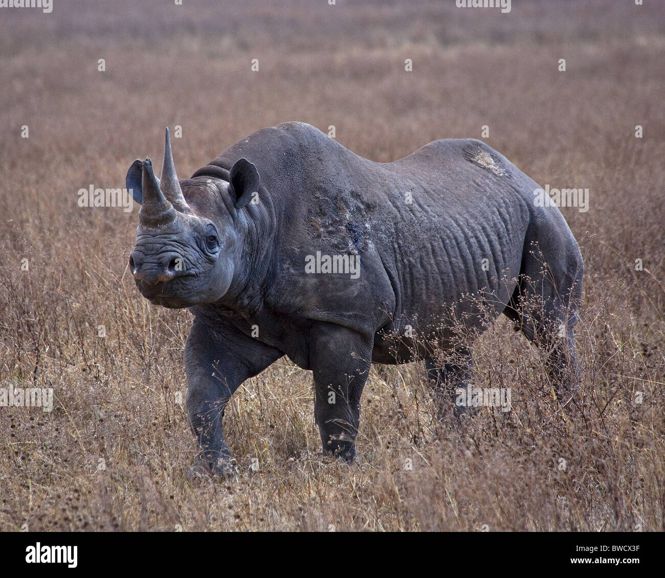 A rare male black rhino with massive battle scars wanders through the ...