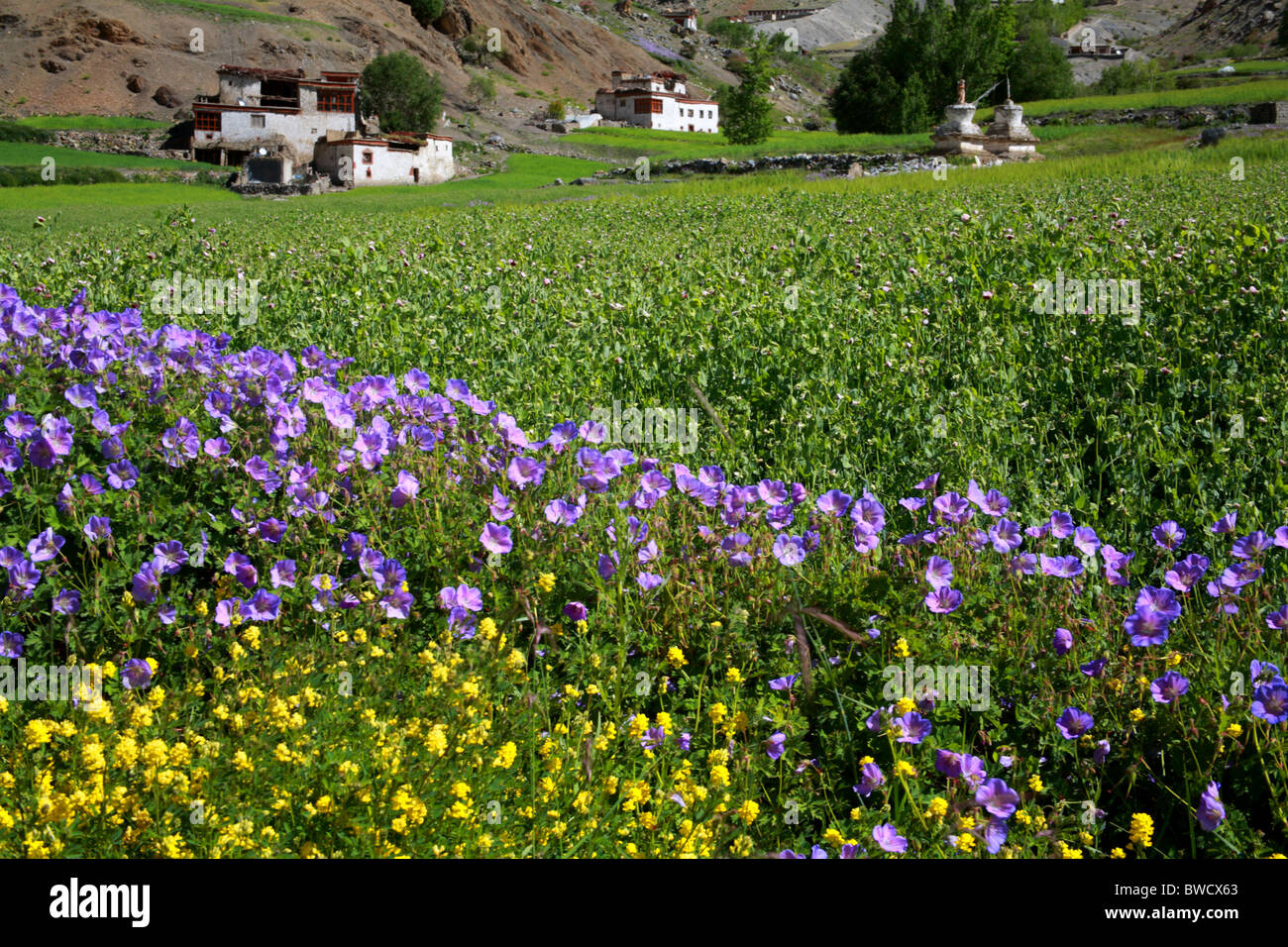 The beautiful Zanskar Village of Lingshed Stock Photo - Alamy